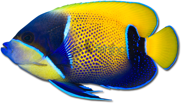 Download Angelfish Png Pic - Angel Fish Png - Full Size PNG Image - PNGkit