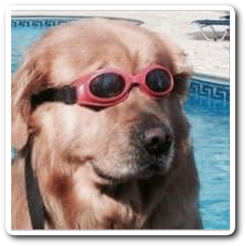 Download Doggo Life Guard - Heckin Doggo - Full Size PNG Image - PNGkit