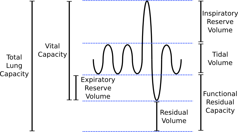 Download Lung Volumes - Inspiratory Reserve Volume Graph - Full Size ...