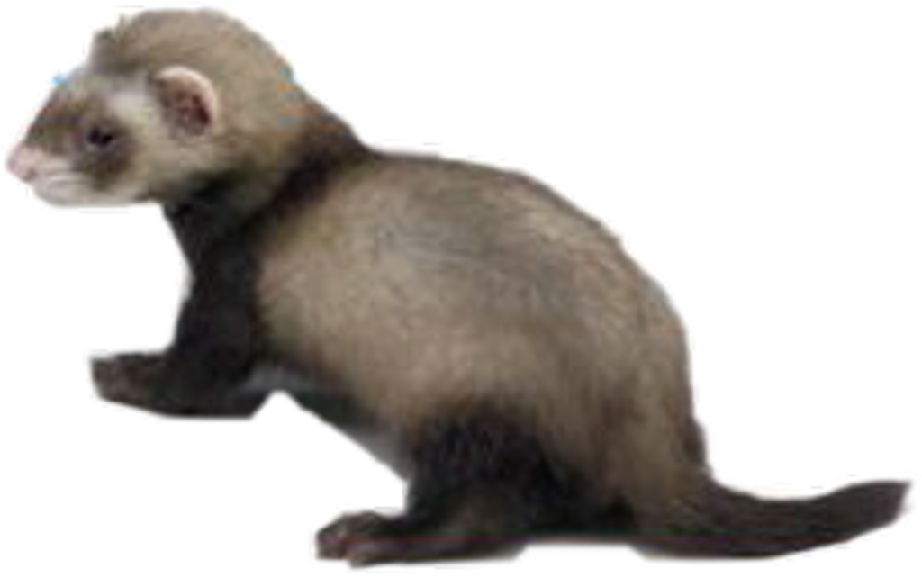 Download Report Abuse - Weasel - Full Size PNG Image - PNGkit