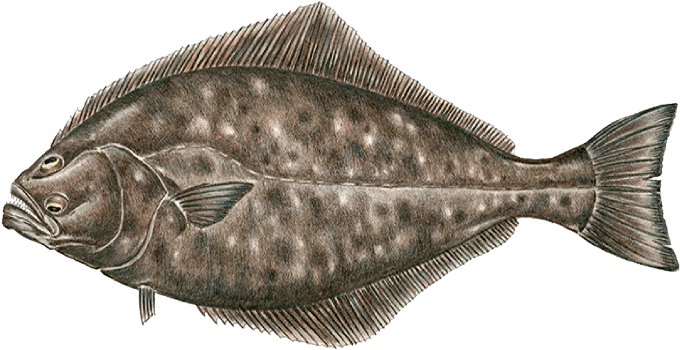Download Pacific Halibut - Sole - Full Size PNG Image - PNGkit