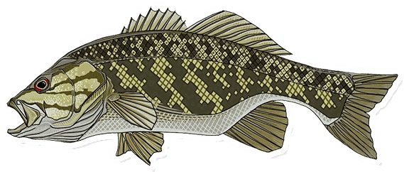 Download 650 X 650 1 - Bass - Full Size PNG Image - PNGkit