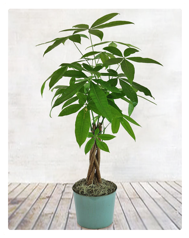 Download Money Tree - Full Size PNG Image - PNGkit