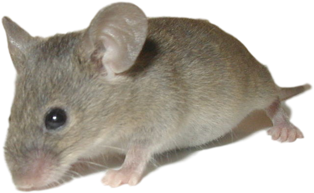 Download House Mouse - Mus Musculus House Mouse - Full Size PNG Image ...