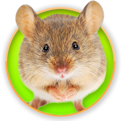 Download Rat Good Morning - Full Size PNG Image - PNGkit