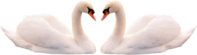 Download Fur Vector Swan Feather - Full Size PNG Image - PNGkit