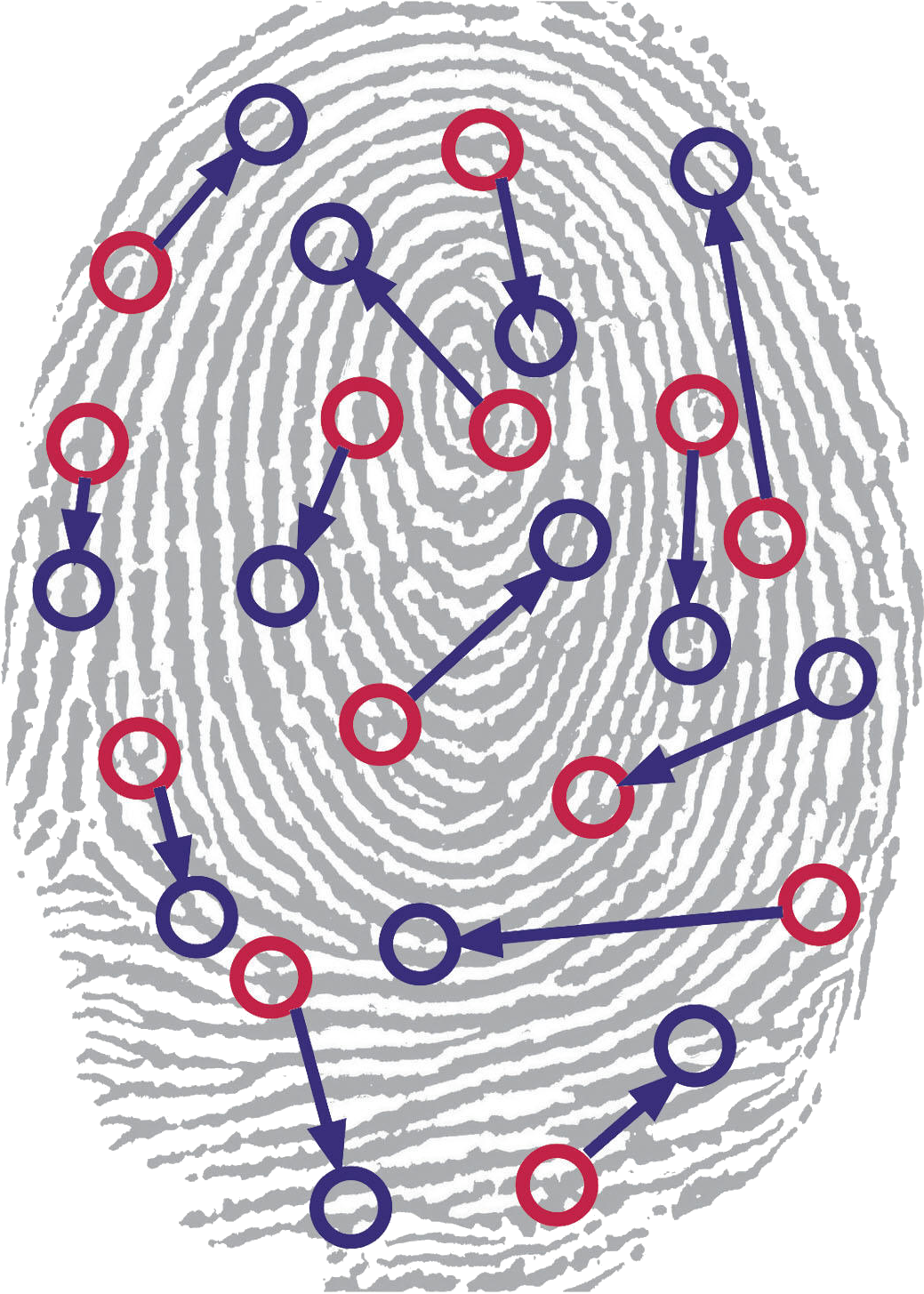 Download Identified Patterns In A Fingerprint - Fingerprint - Full Size ...