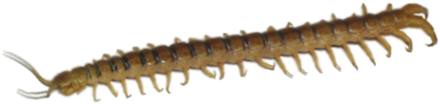 Download Transparent Loading Zoom - Millipedes - PNGkit
