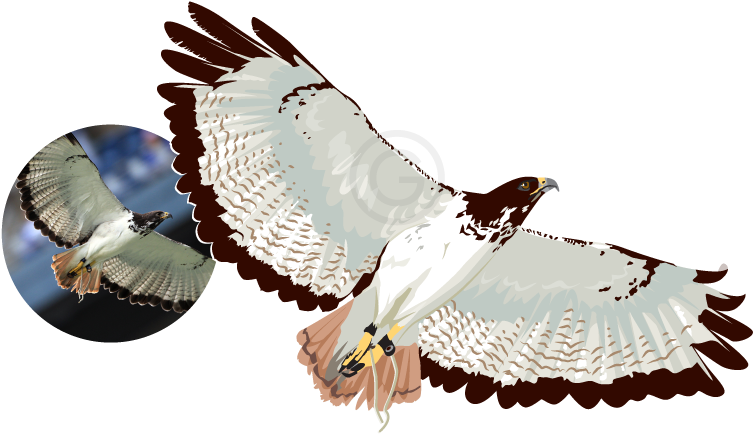 Download Raster To Vector Illustration Using 100% Vectors - Red-tailed ...