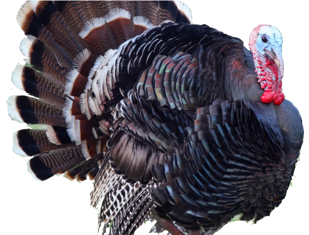 Download Turkey Bird Png Transparent Images - Farm Turkey Png - Full ...