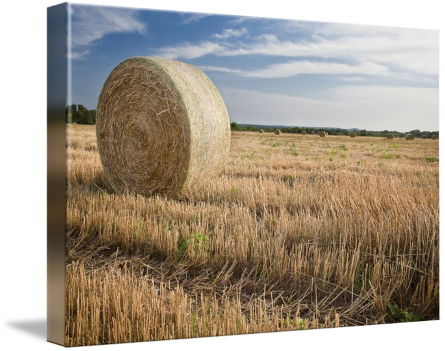 Download Hay Color Photography By Paul Huchton - Hay - Full Size PNG ...