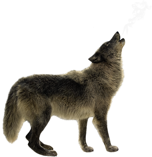 Download Click And Drag To Re-position The Image, If Desired - Grey Fox ...