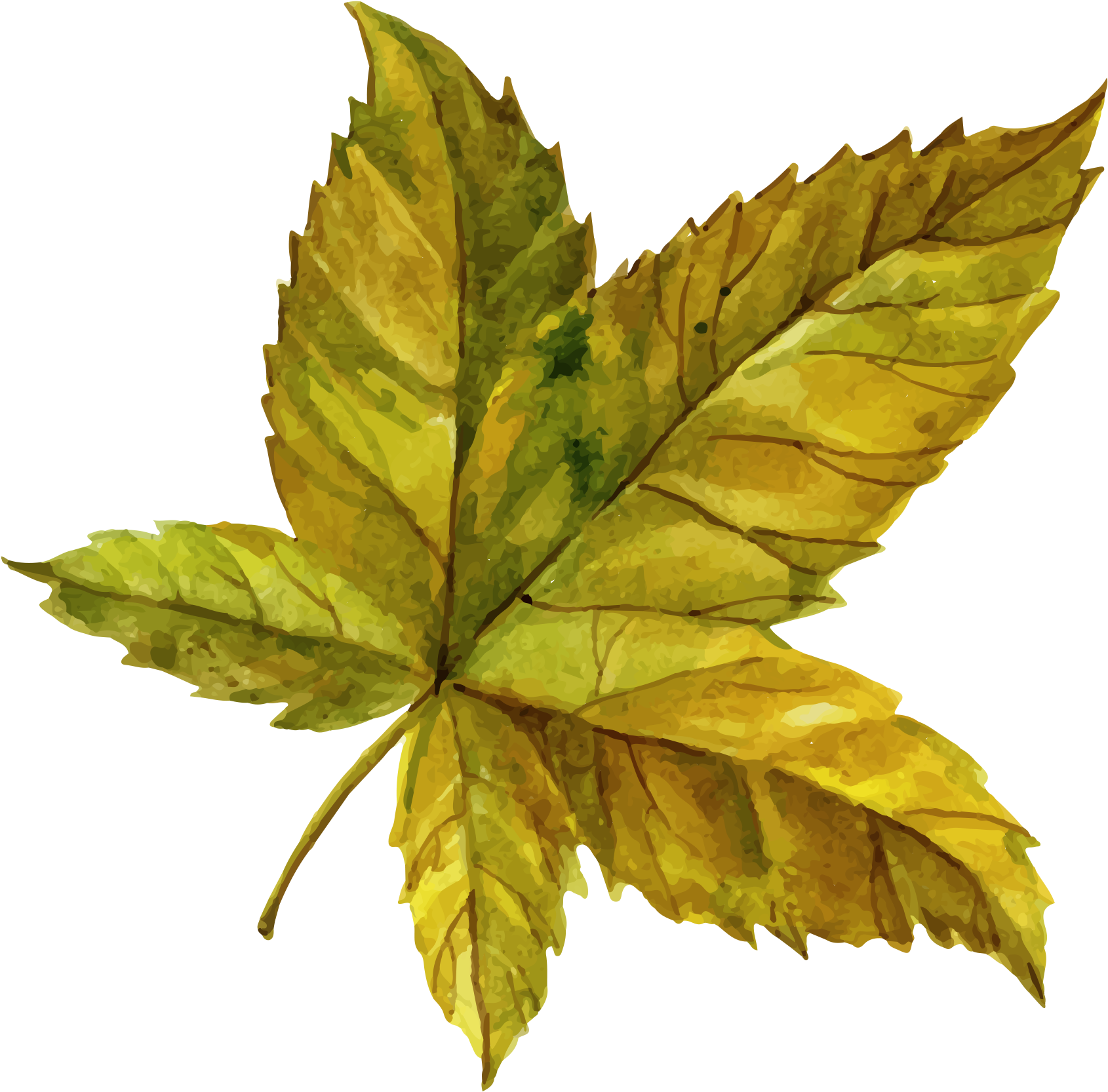 Download Download - Maple Leaf - Full Size PNG Image - PNGkit