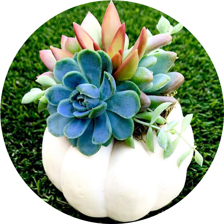 Download Arrangement1 - White Mexican Rose - Full Size PNG Image - PNGkit