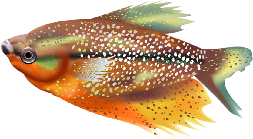 Download Free Png Download Orange Fish Transparent Clipart Png - Fish ...