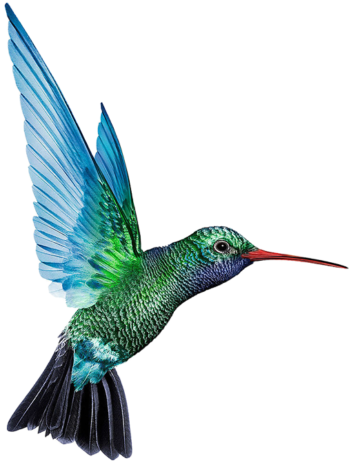 Download Hummingbird Png Free Download - Full Size PNG Image - PNGkit