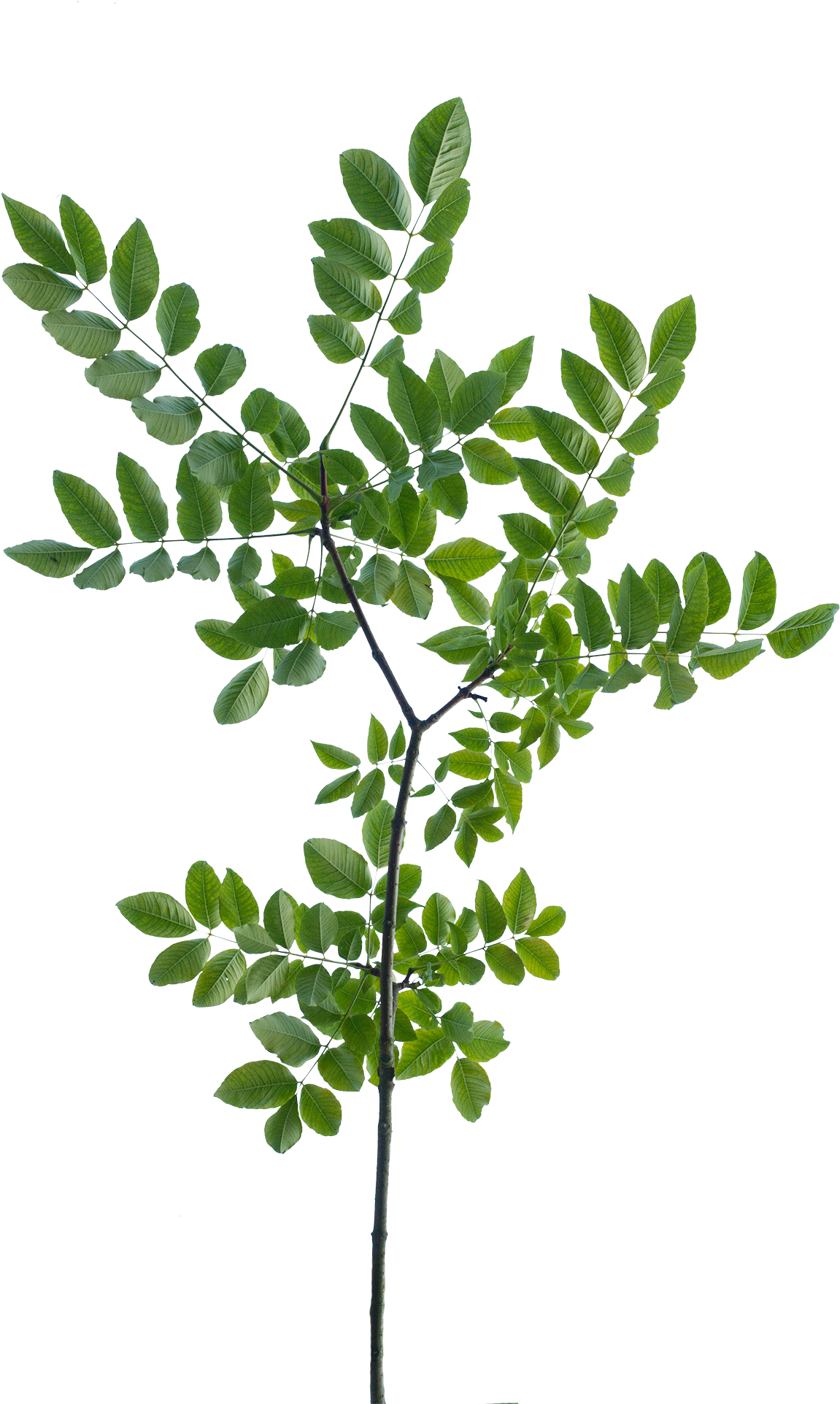 Download Vegetation Tree Branch 10 - Branch With Leaves Texture - Full ...