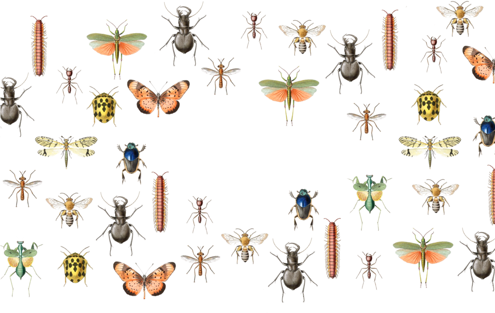 Download Bugs - Manticora: A Monograph Of The Genus (coleoptera ...