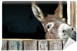 Download Cute Donkey Note Cards (pk Of 20) - Full Size PNG Image - PNGkit