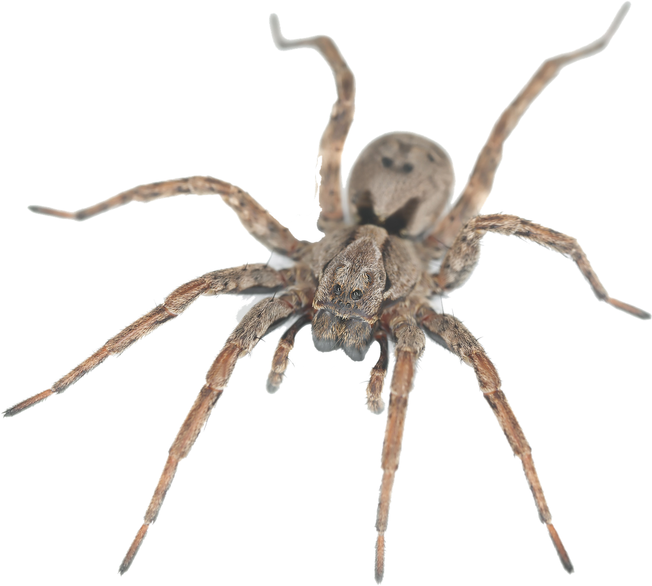 Download Wolf Spider House Spiders - Full Size PNG Image - PNGkit
