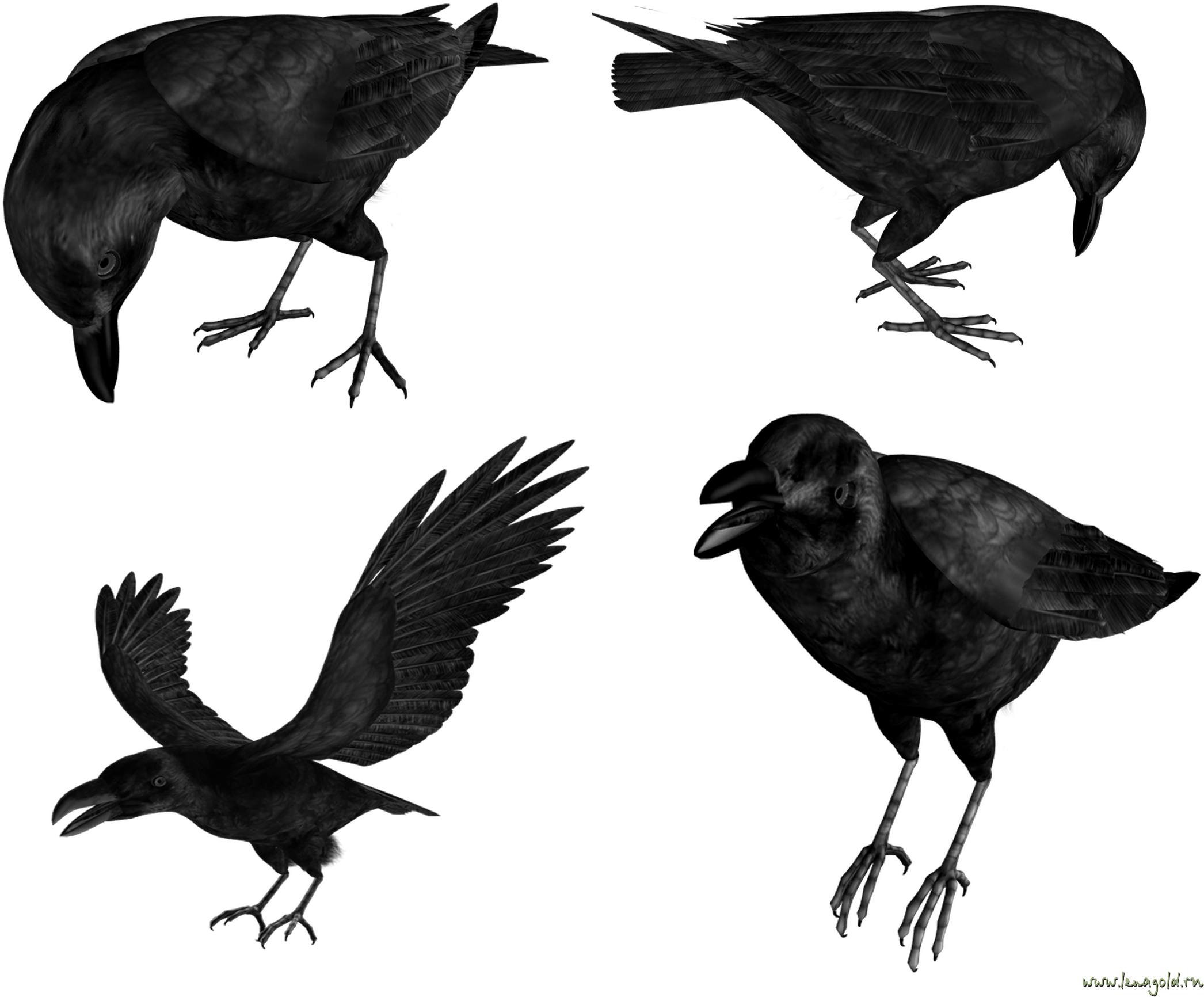 Download Raven Png - Flying Raven Png - Full Size PNG Image - PNGkit