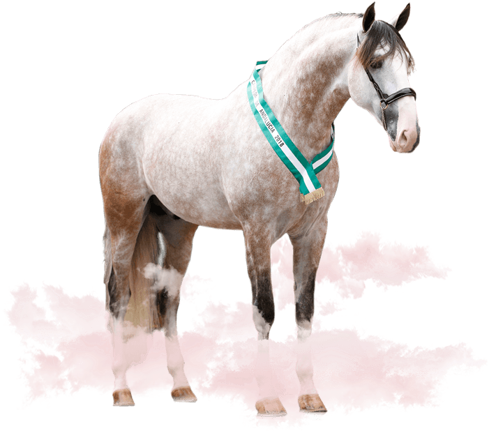 Download World Champion - Stallion - Full Size PNG Image - PNGkit