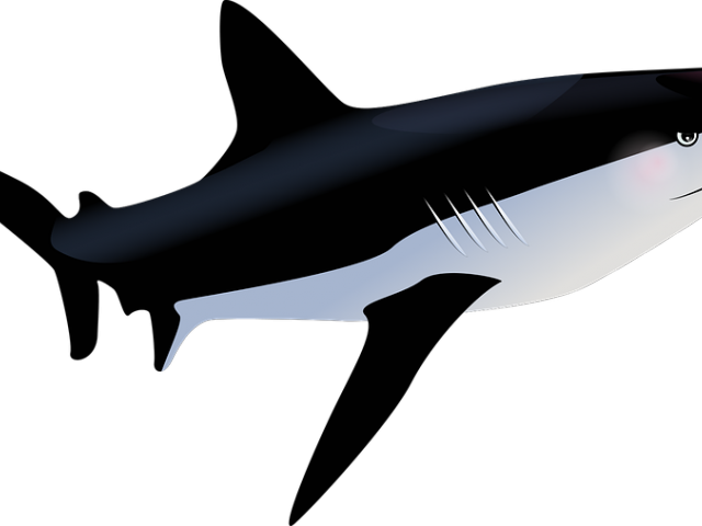 Download Tiger Shark Clipart Hiu - Shark - Full Size PNG Image - PNGkit
