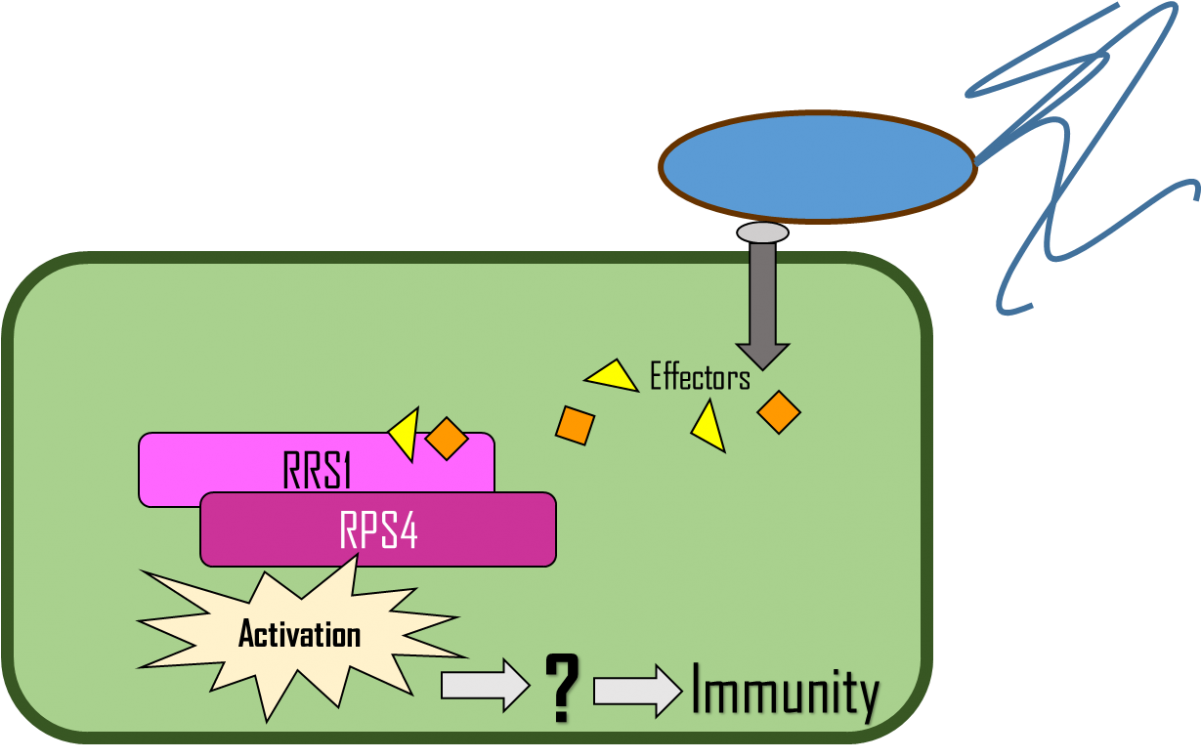 Download Plants Deploy A Complex Innate Immune System To Protect ...