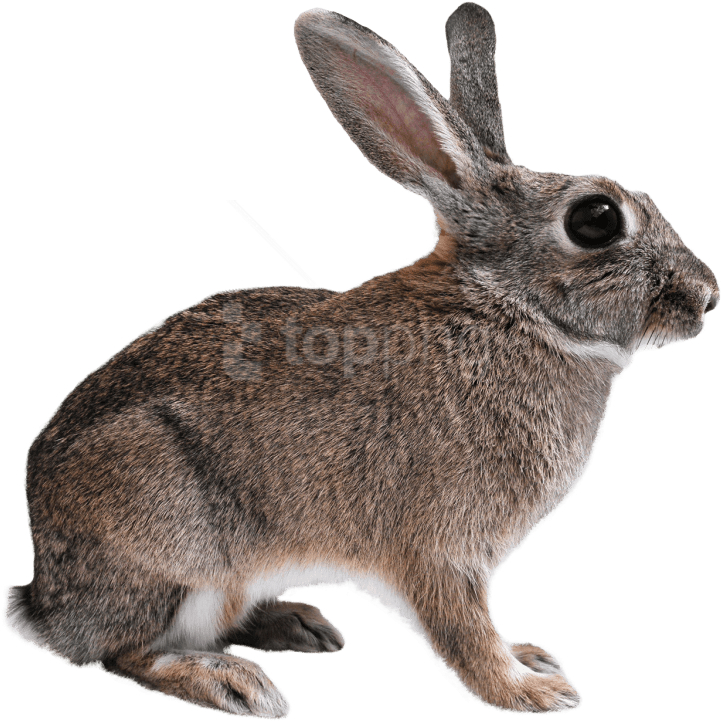 Download Free Png Download Rabbit Png Images Background Png - Rabbit ...