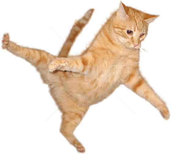 Download Free Png Cat Jump Png Png Images Transparent - Cats ...