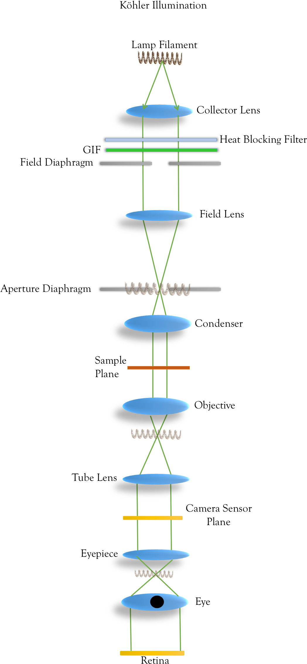 Download Köhler Illumination-conjugate Focal Planes Of The Lamp ...