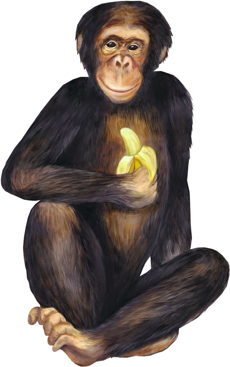 Download Scimmie Gig Tube Ed Animazioni - Monkey With A Banana - Full ...