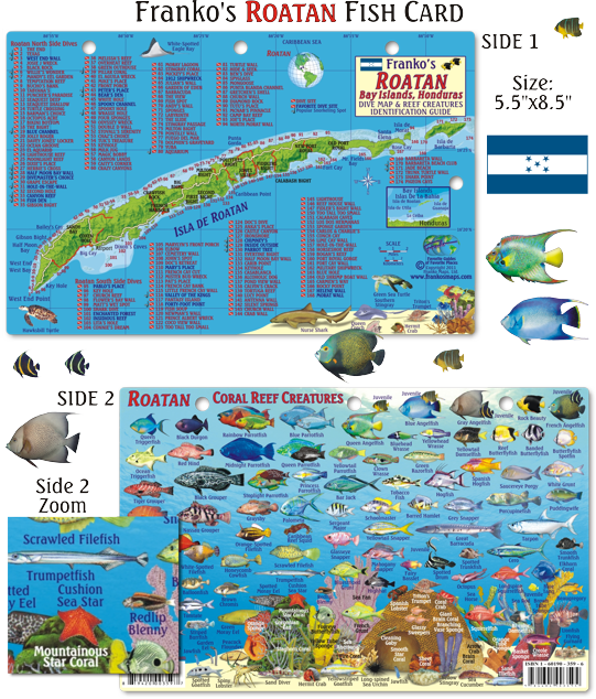 Download Roatan Fish Identification - Full Size PNG Image - PNGkit