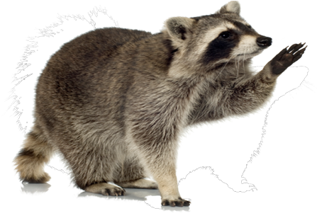 Download Raccoon - Procyon Lotor - Full Size PNG Image - PNGkit