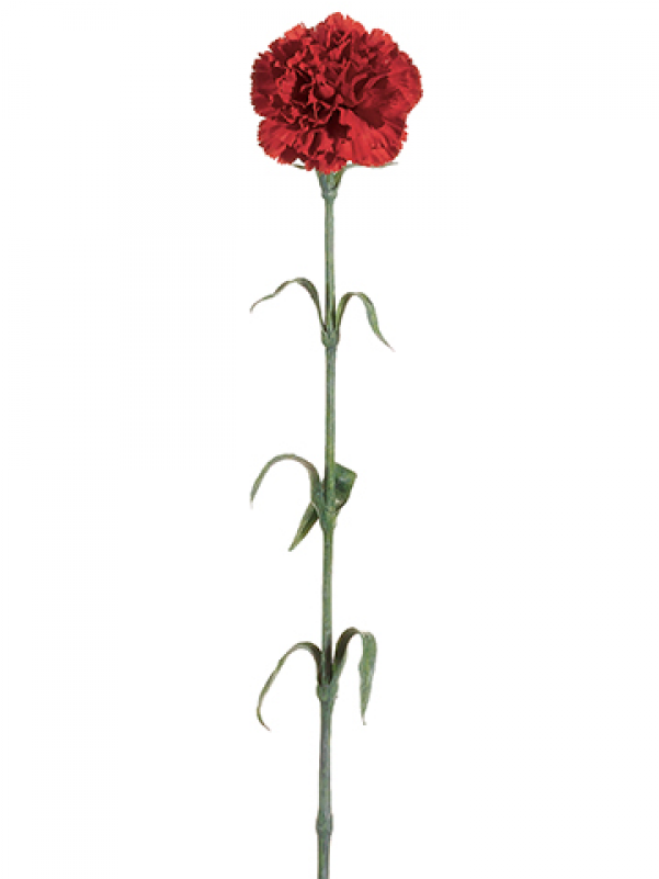 Download 27" Carnation Spray X1 Red - Carnation - Full Size PNG Image ...
