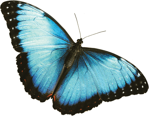 Download Morpho Azul - Black And Blue Butterfly Png - Full Size PNG ...