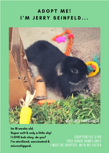 Download Photo Of Jerry Seinfeld - Dog Licks - Full Size PNG Image - PNGkit