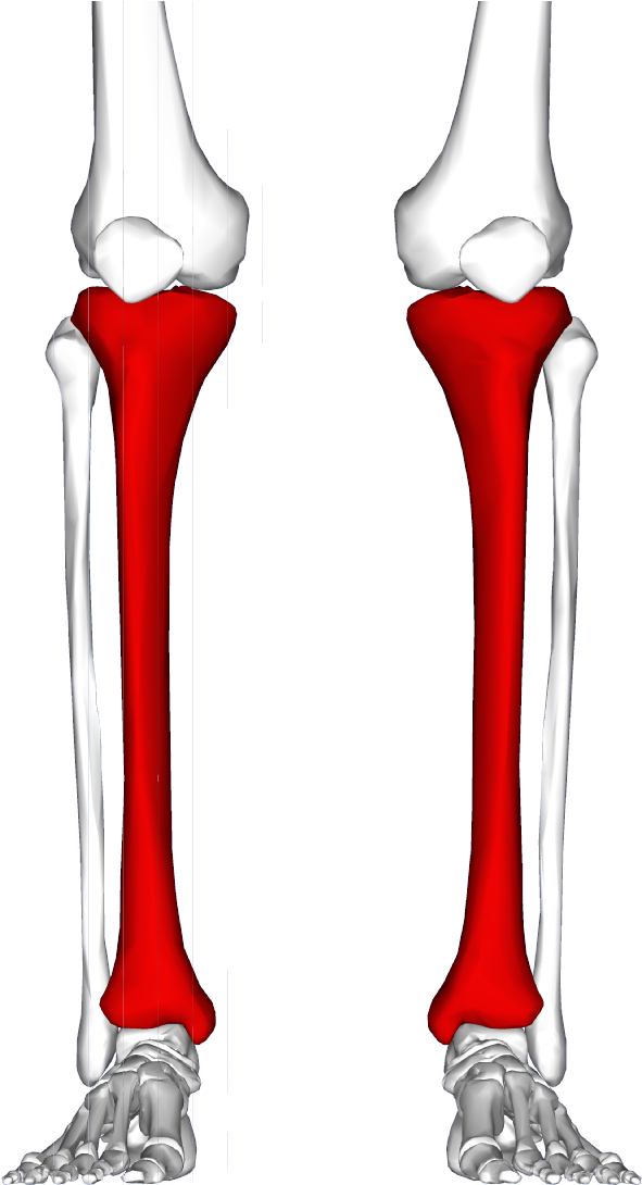 Download Leg Bone Png - Tibia - Full Size PNG Image - PNGkit