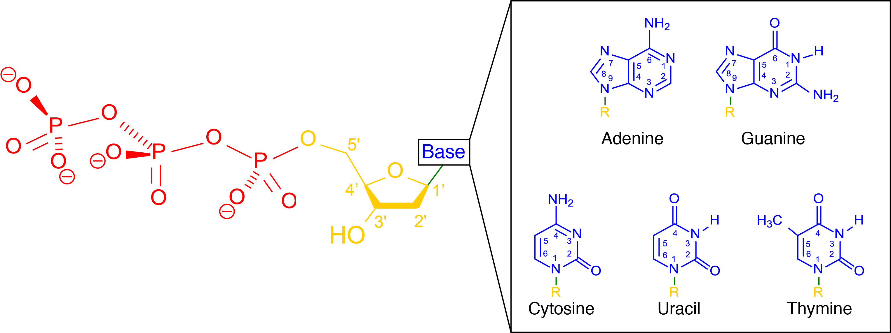 Download Transparent Structure Of A Dna Nucleotide, Showing The ...