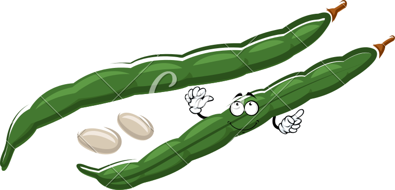 Download 800 X 386 1 - Green Bean - Full Size PNG Image - PNGkit