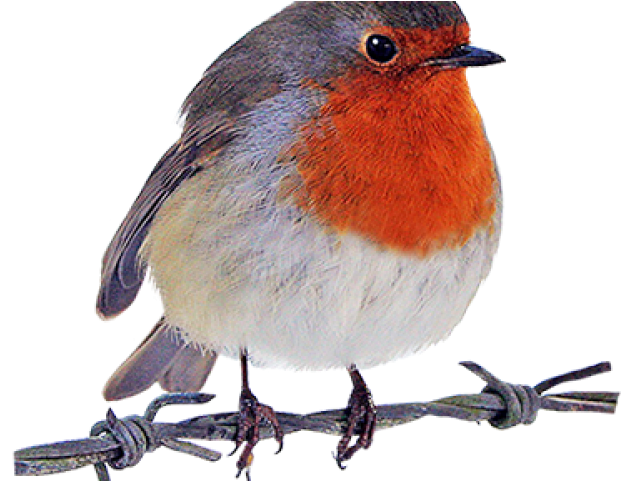 Download Robin Clipart Transparent Background - Robin Bird Cartoon Png ...