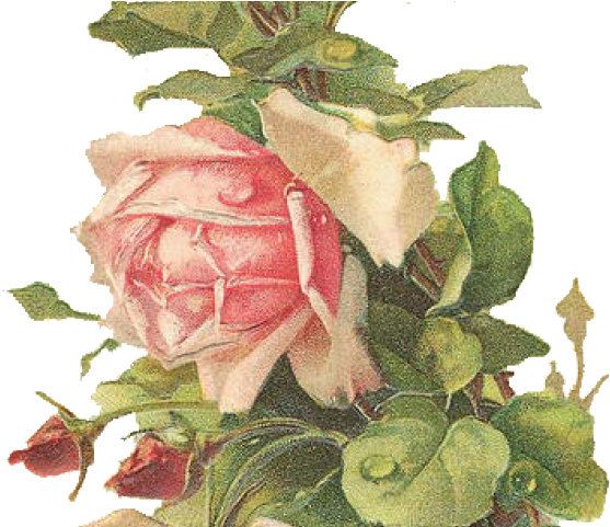 Download Drawn Vintage Flower Transparent - Vintage Victorian Rose ...