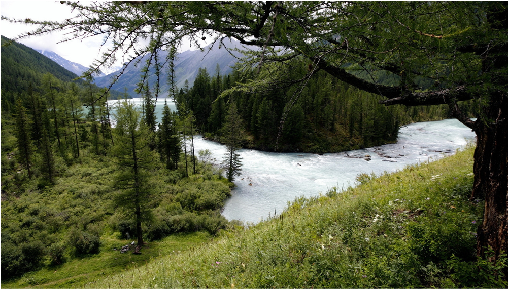 Download Shortleaf Black Spruce - Full Size PNG Image - PNGkit