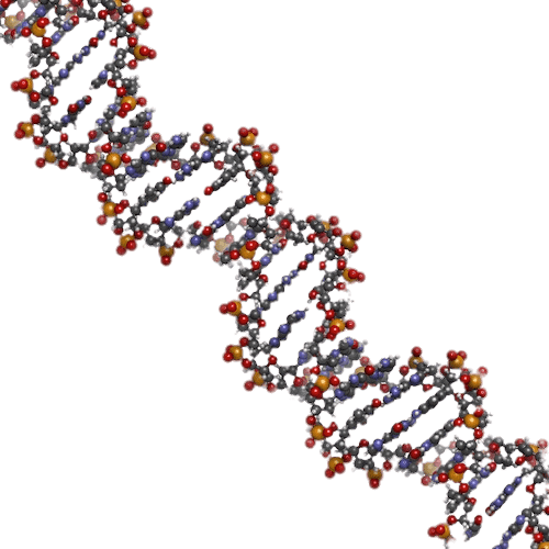 Download Dna String Model - Dna Strings - Full Size PNG Image - PNGkit