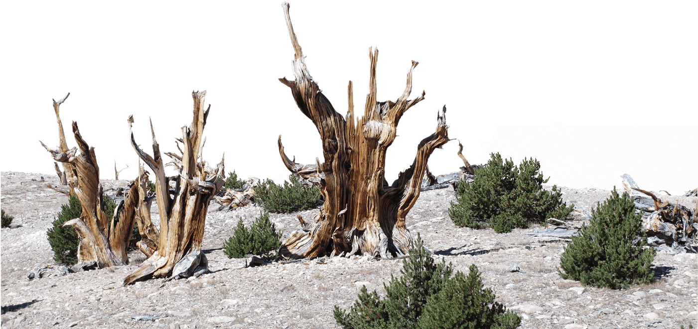 Download Dead Bristlecone Pines Stand Among Limber Pine Trees ...