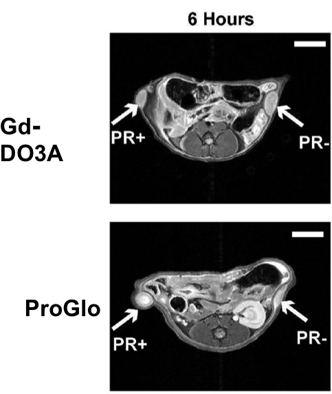 Download Bilateral Flank Tumors Were Grown In A Mouse Model ...