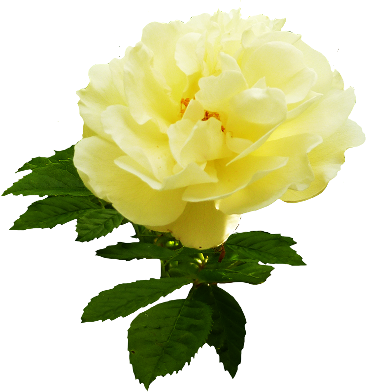 Download Yellow Rose Flower Png Download - Garden Roses - Full Size PNG ...