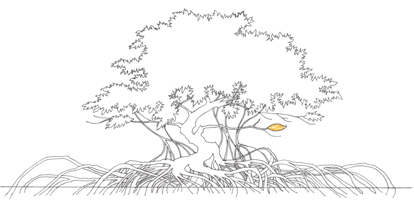 Download Transparent Collection Of Tree High Quality Free - Mangrove ...