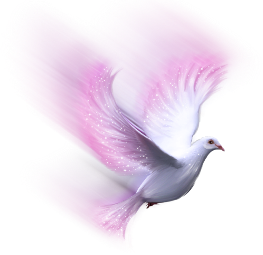 Download #bird #pink #white #dove #freetoedit - White Dove - Full Size ...