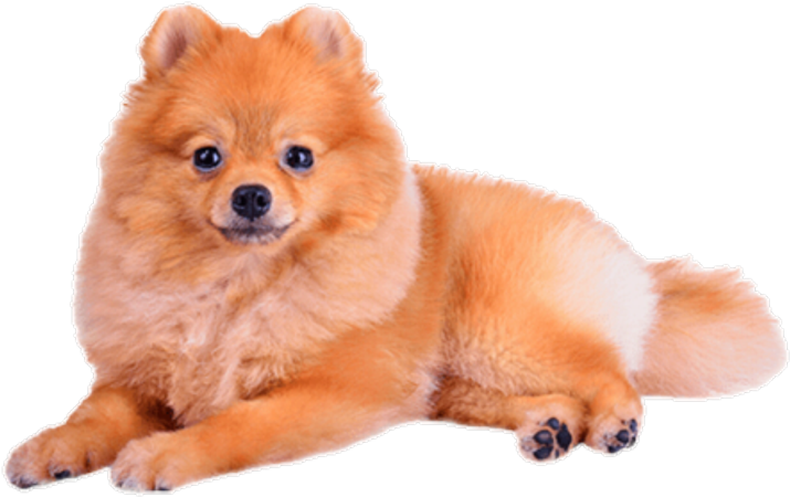 Download German Spitz Mittel - Full Size PNG Image - PNGkit